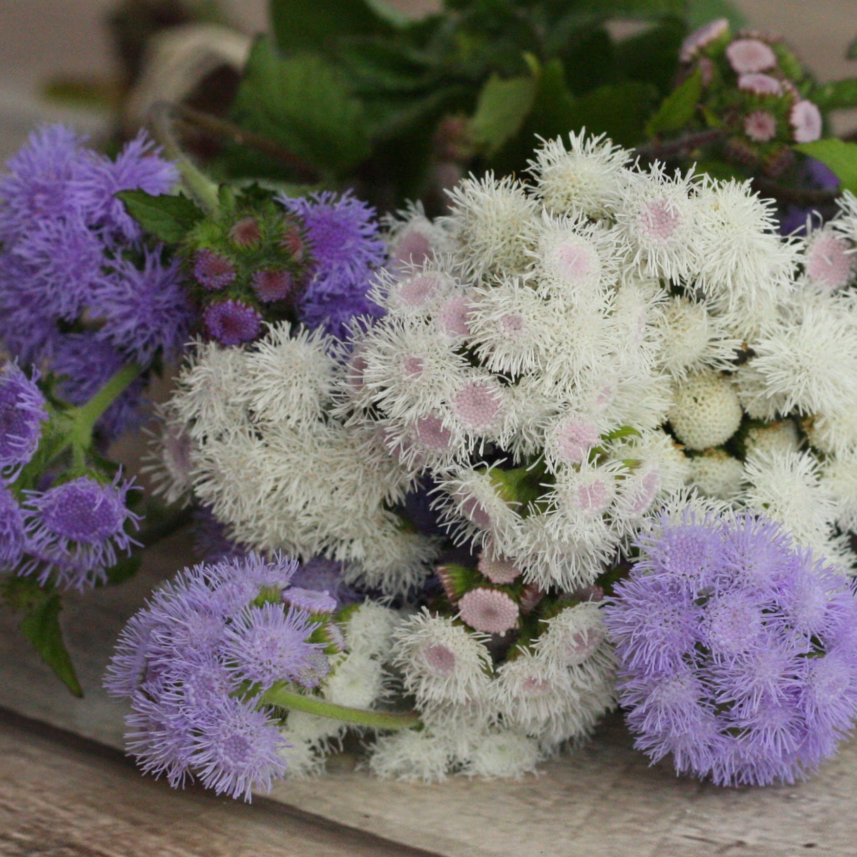 How to Grow: Ageratum — Three Acre Farm