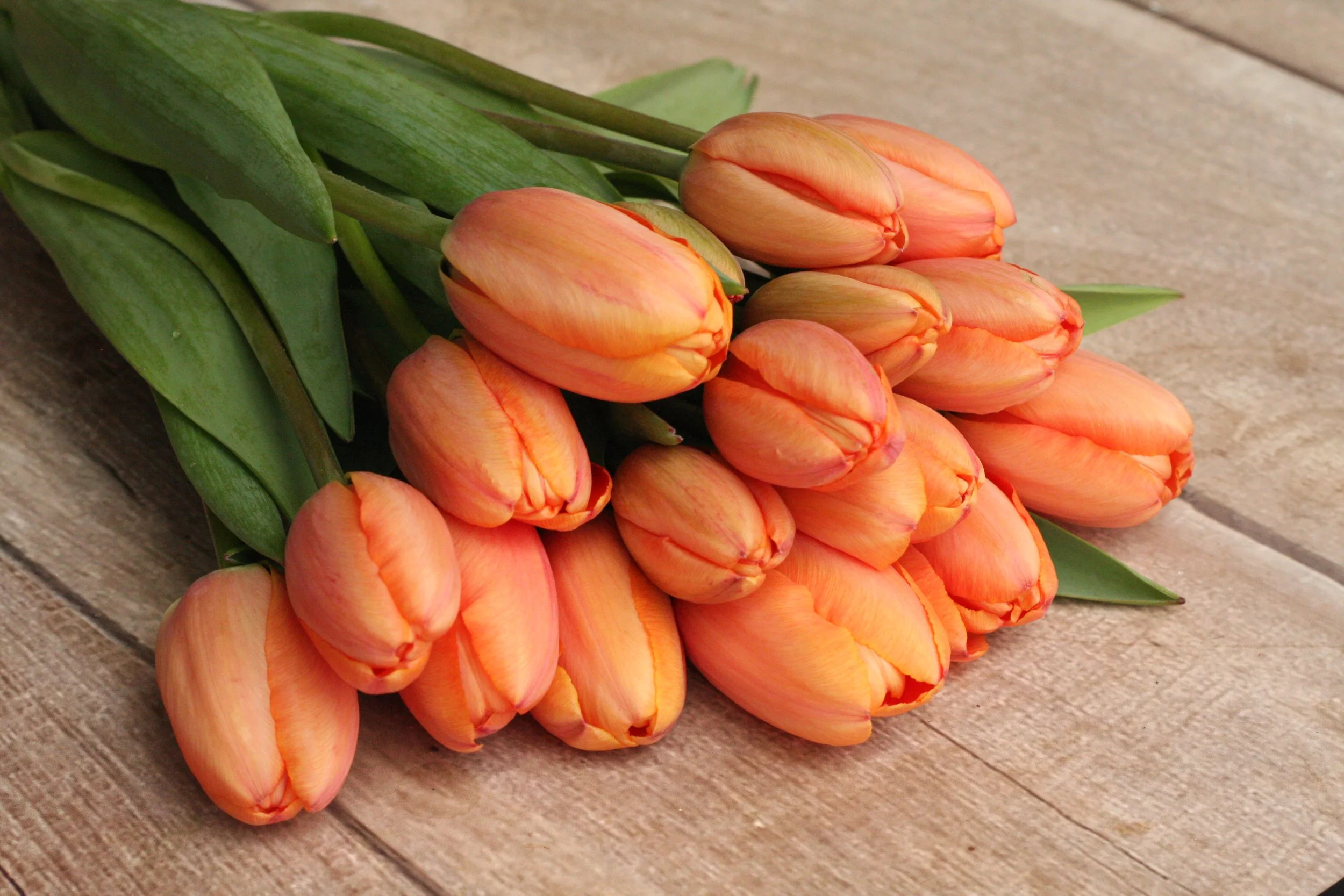 10 Great Tulips for Cut Flower Use — Three Acre Farm