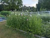 How to Support Your Cut Flowers in the Garden to Prevent Ruined Blooms ...