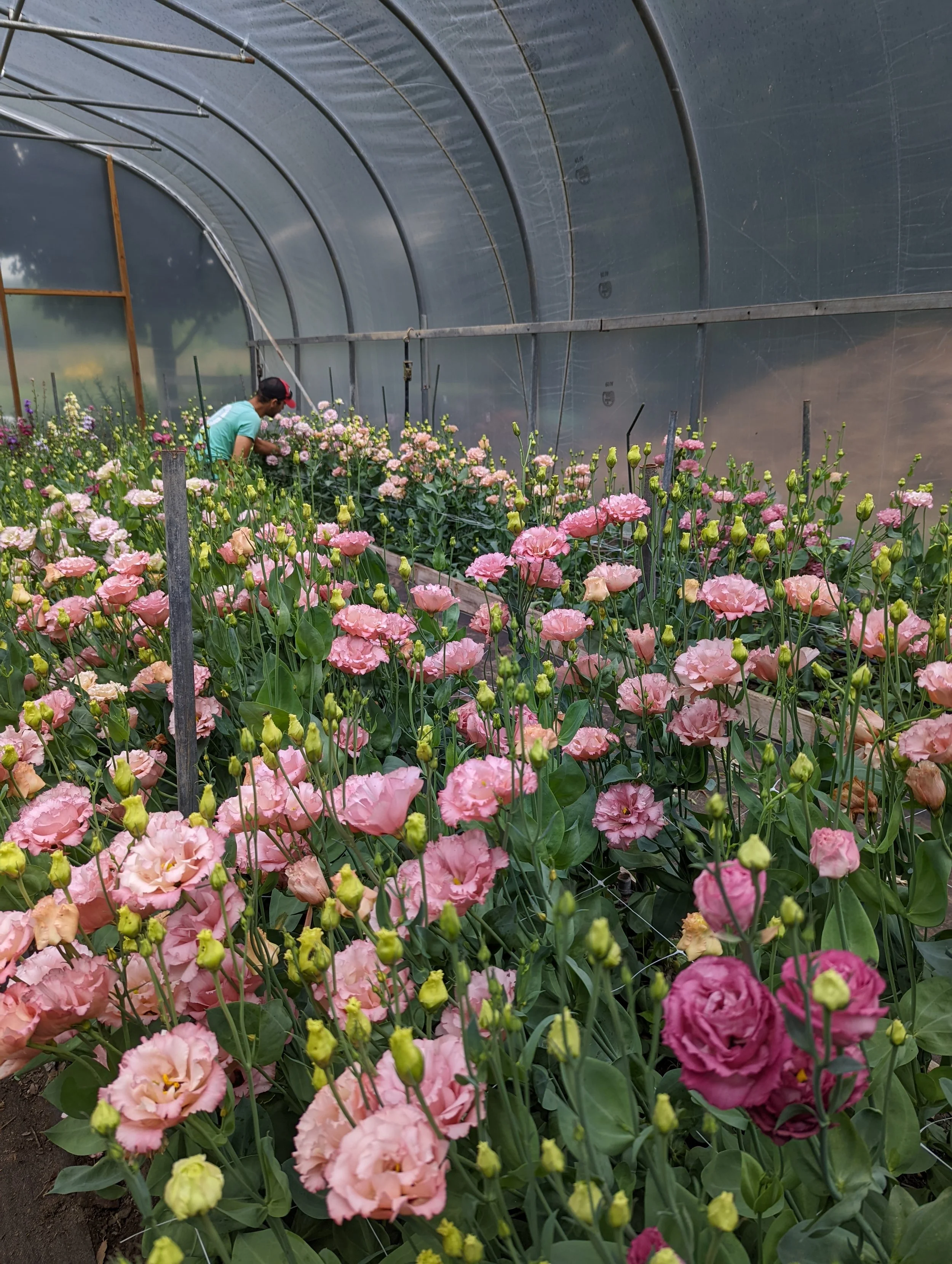 How to Support Your Cut Flowers in the Garden to Prevent Ruined Blooms ...