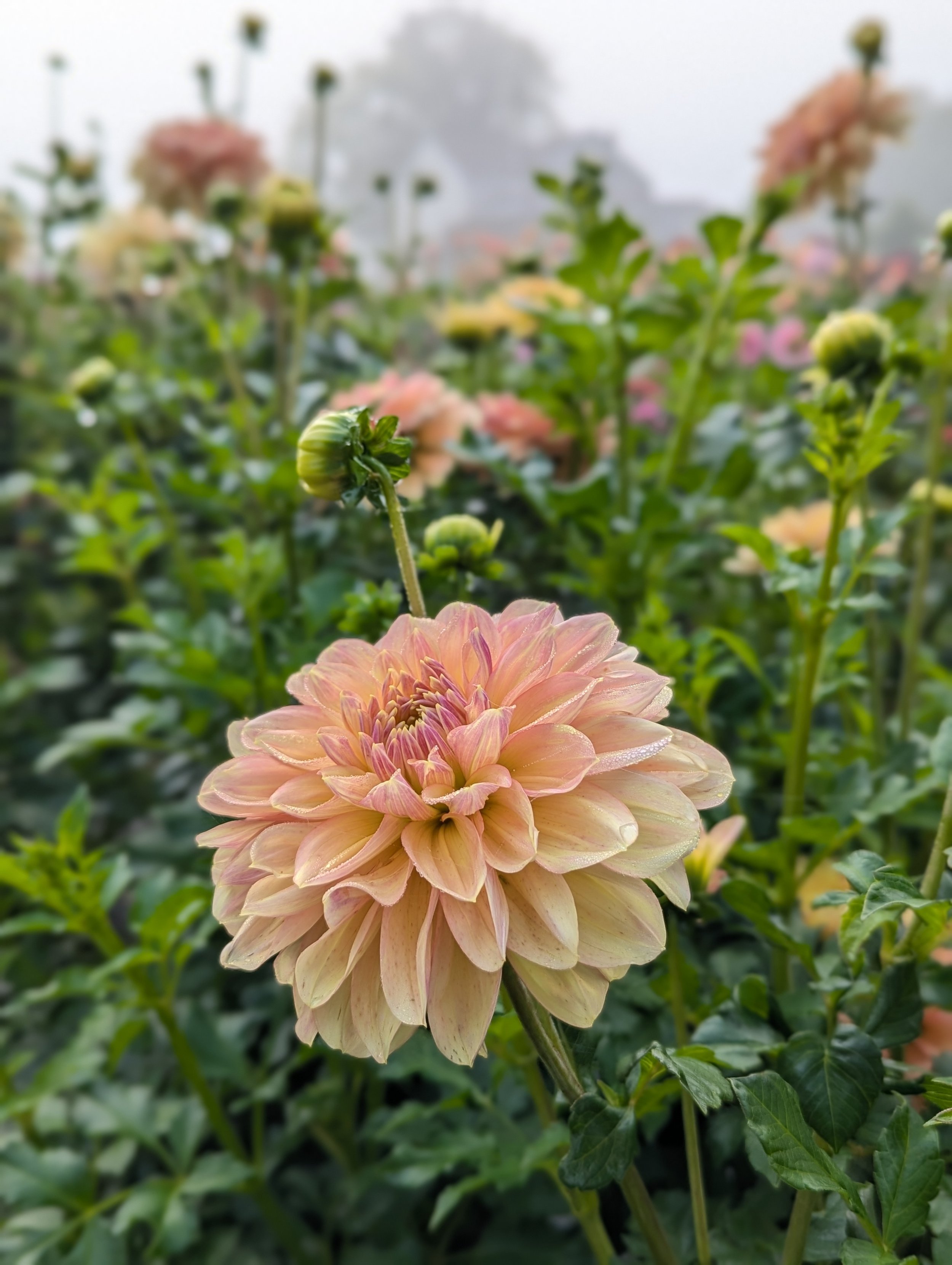 Wyn's New Pastel — Three Acre Farm