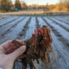 Top 10 Fall Flower Farm/Garden Tasks to Start Today — Three Acre Farm