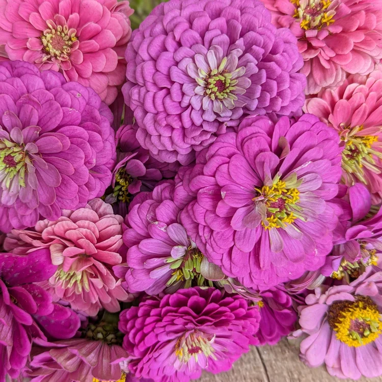 5 Easy to Grow Cut Flowers for Beginners — Three Acre Farm
