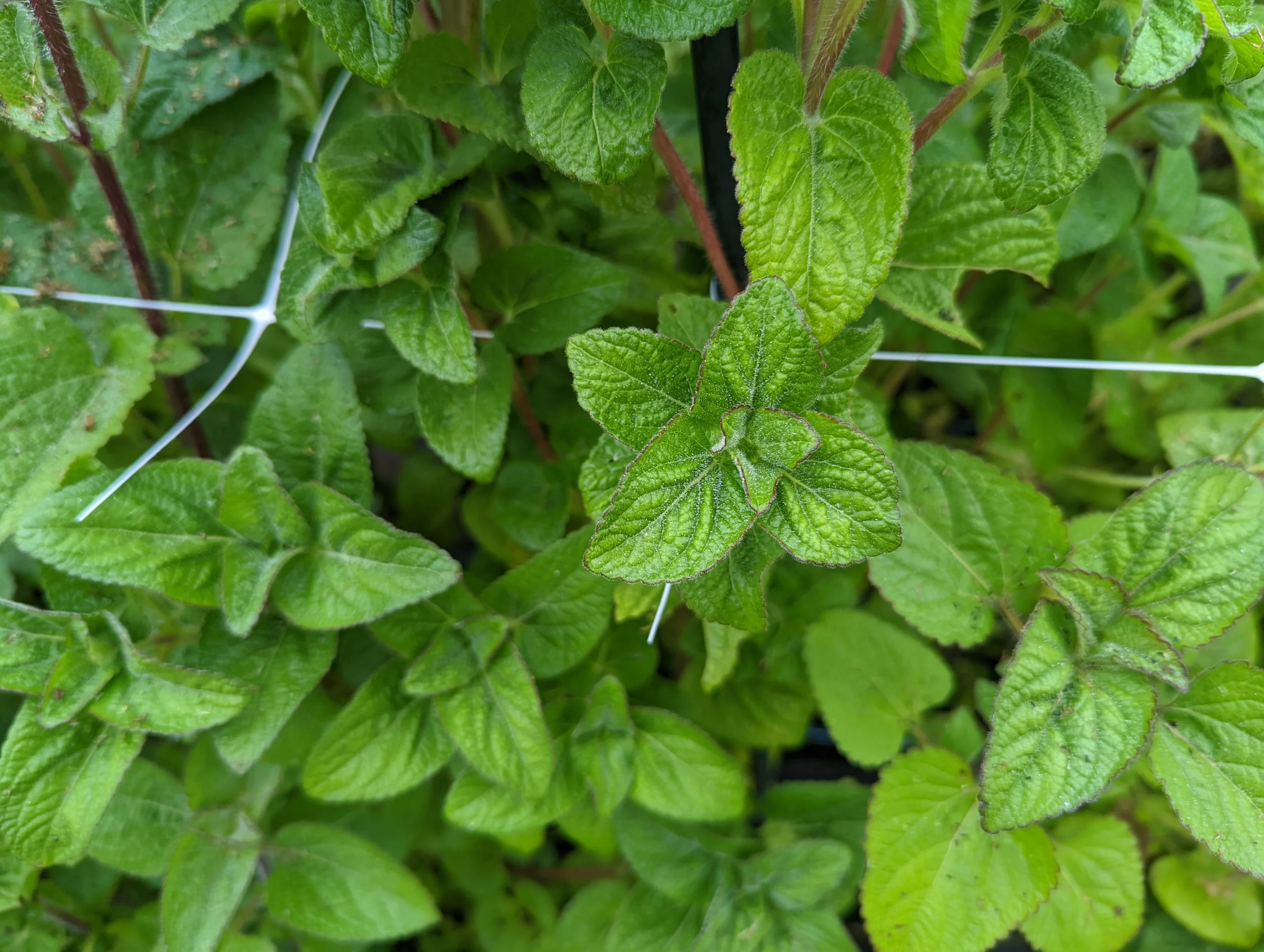 How to Grow: Ageratum — Three Acre Farm