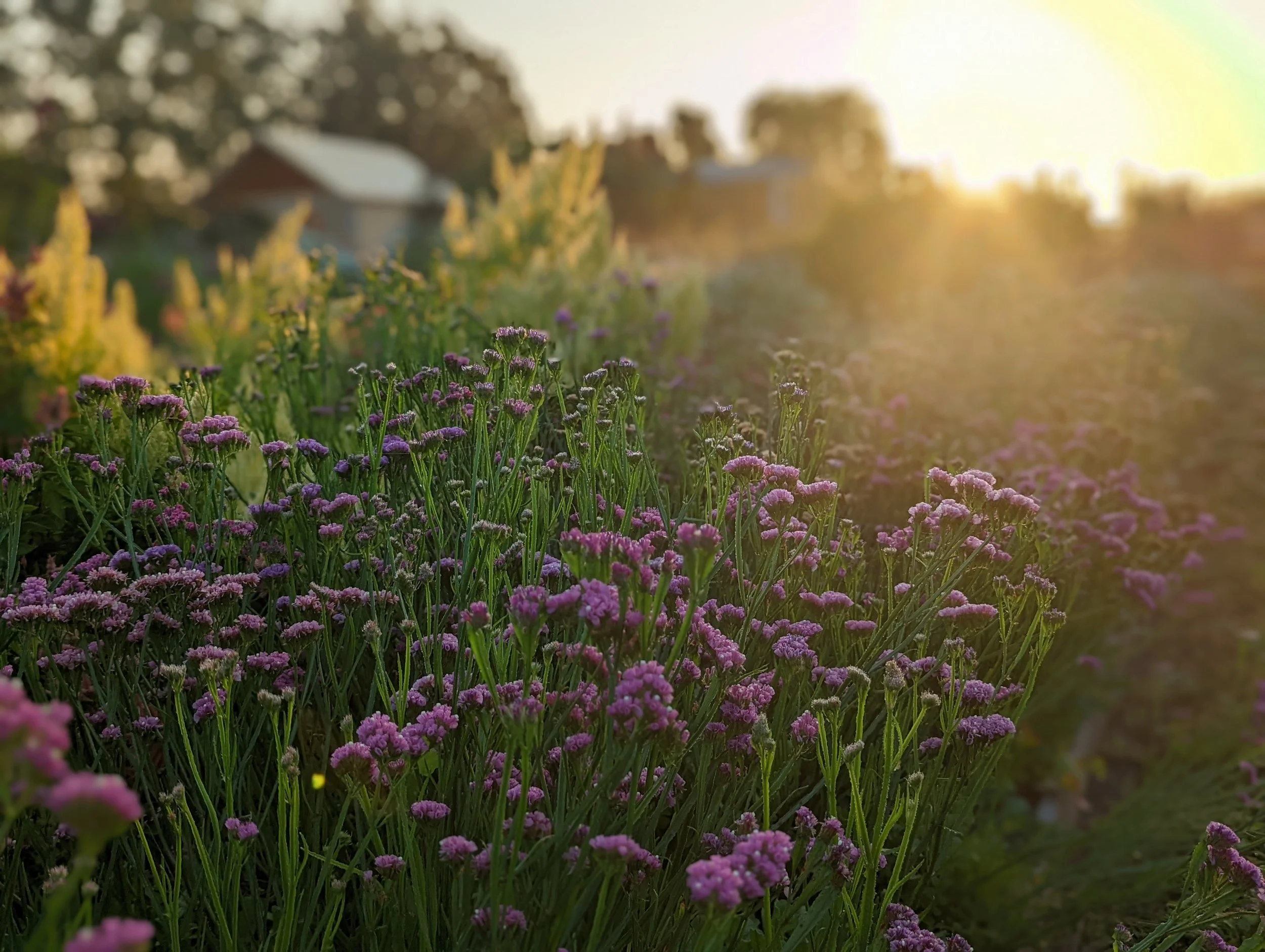 How to Grow Statice — Three Acre Farm