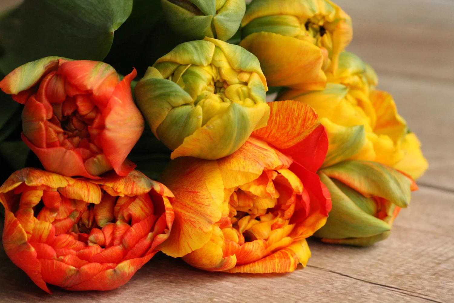 8 Great Tulips for Cut Flower Use — Three Acre Farm