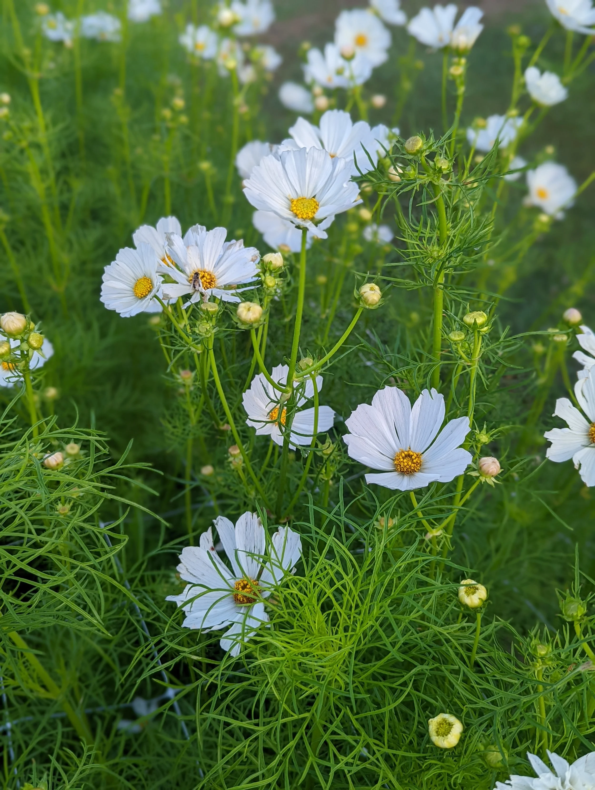 How to Grow: Cosmos — Three Acre Farm