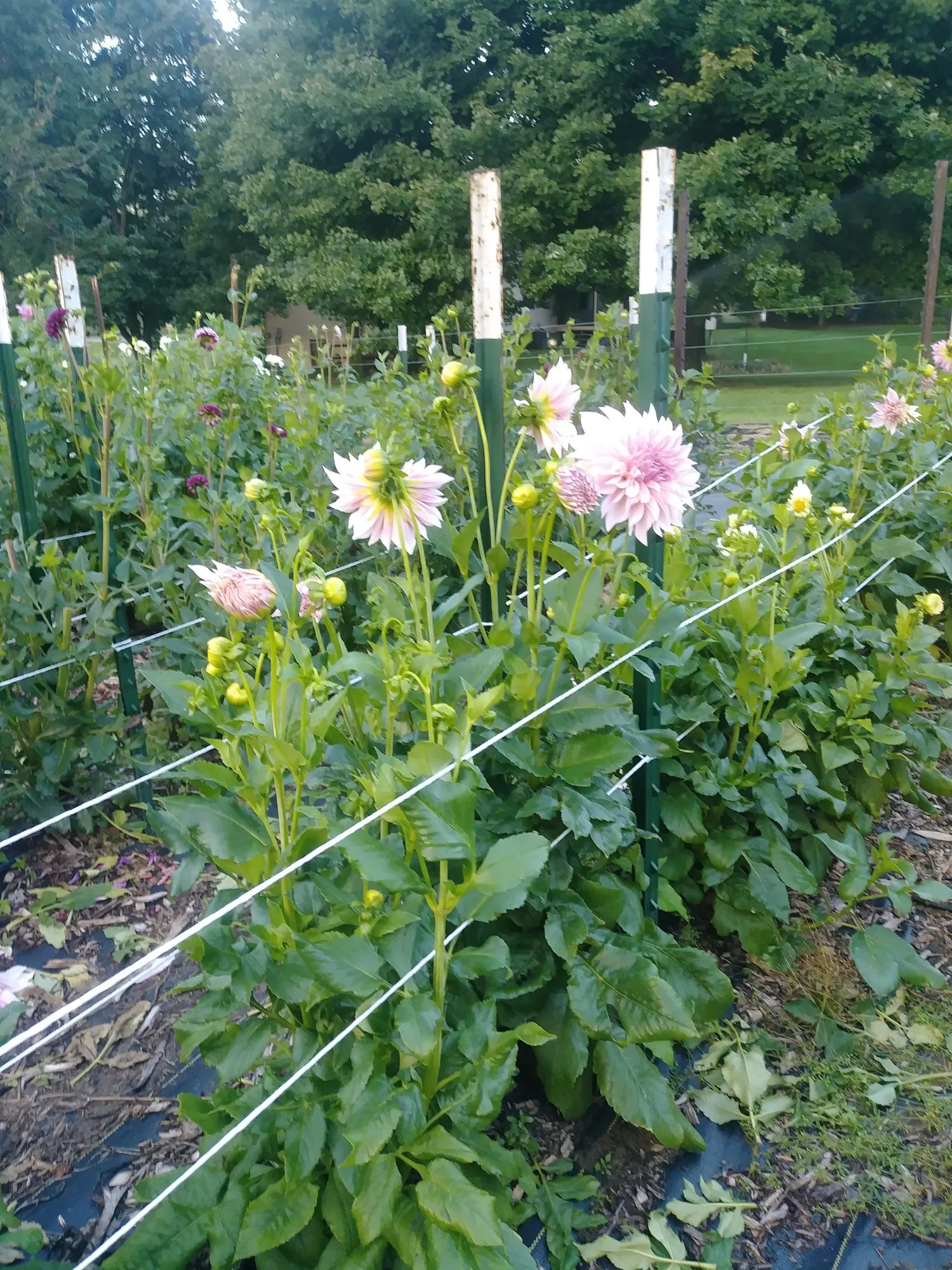 How to Support Your Cut Flowers in the Garden to Prevent Ruined Blooms ...
