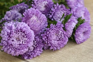 How to Grow: China Asters — Three Acre Farm