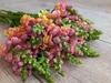 How to Grow: Snapdragons — Three Acre Farm