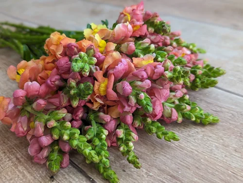 How to Grow: Snapdragons — Three Acre Farm