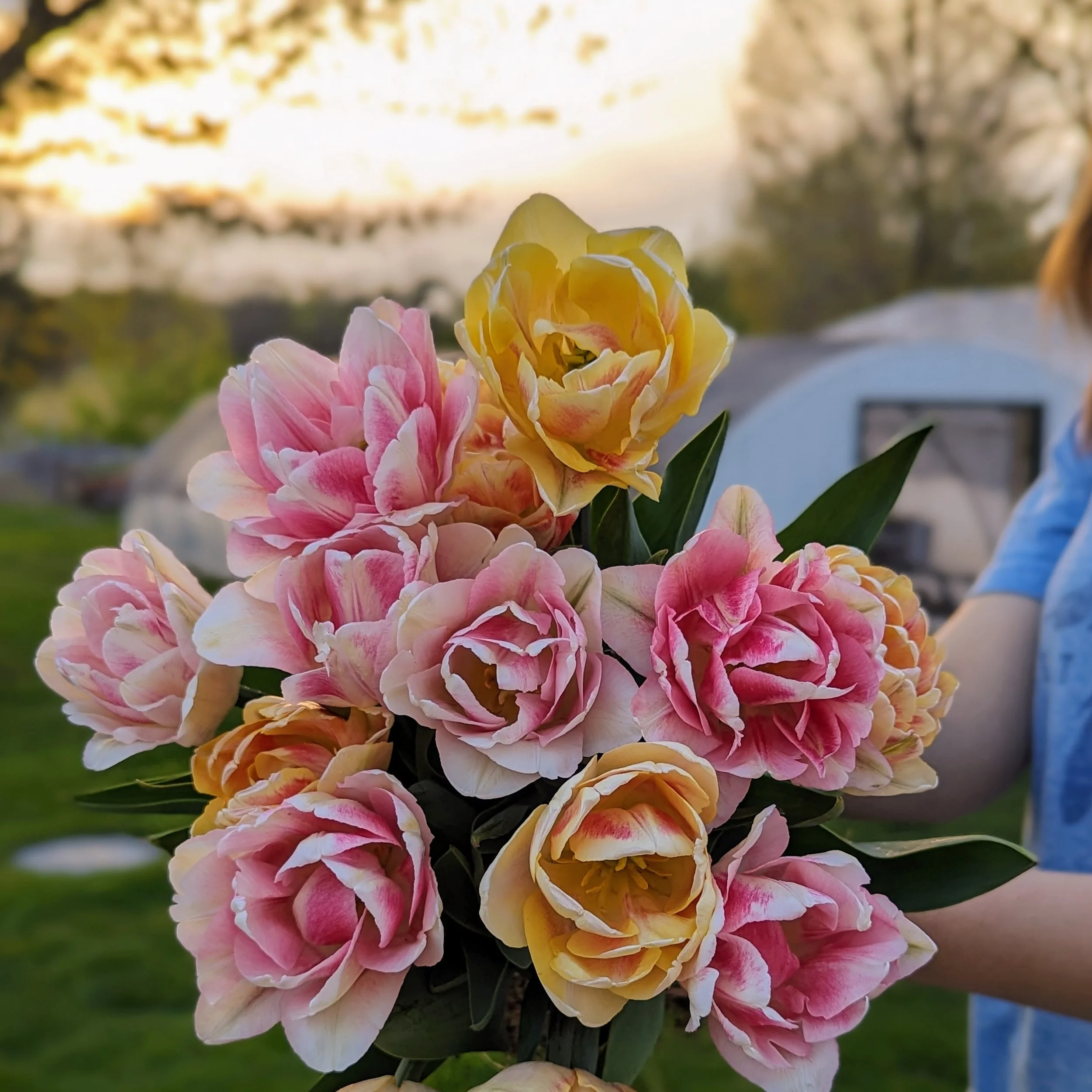10 Great Tulips for Cut Flower Use — Three Acre Farm