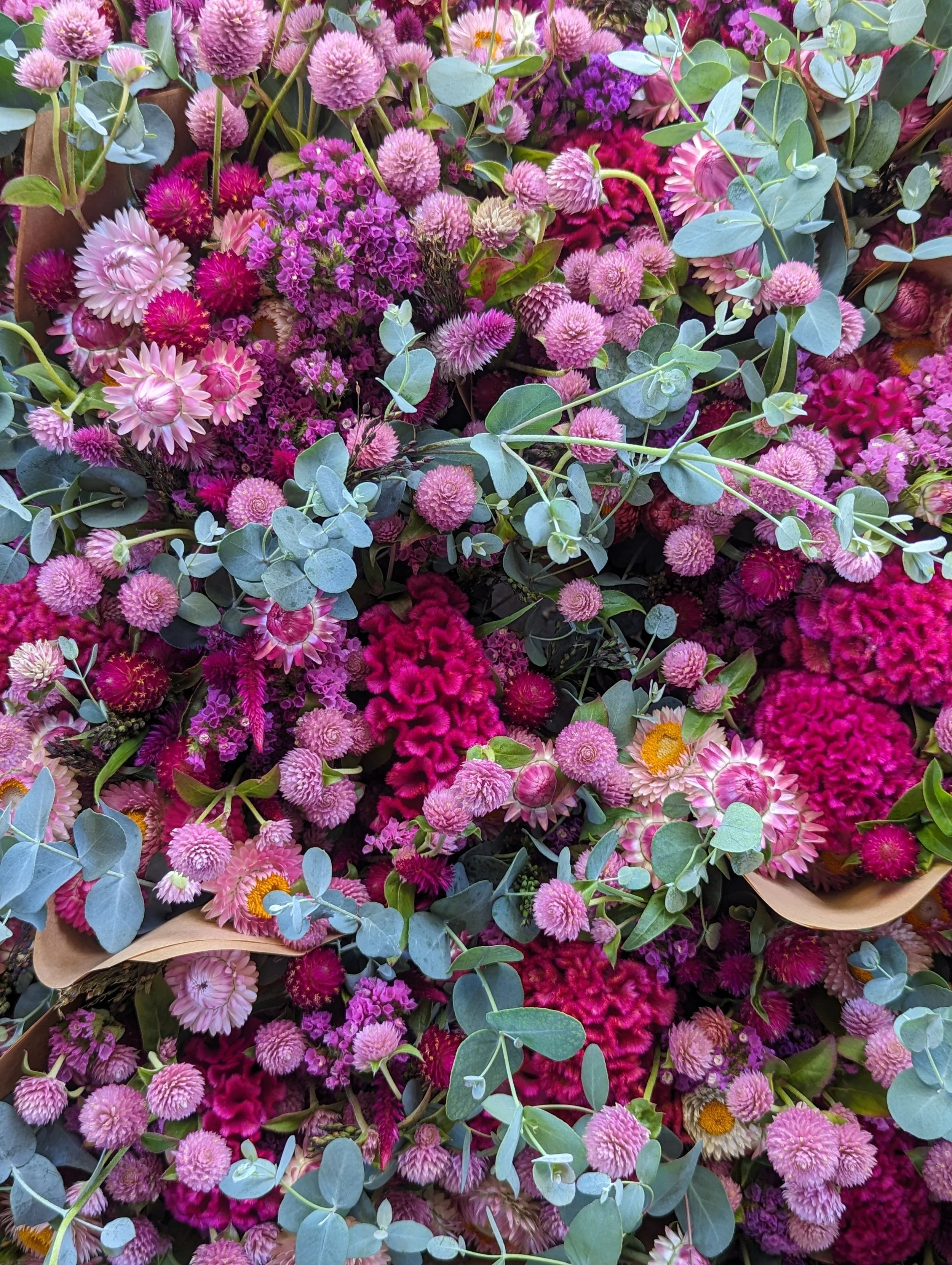 How to Grow: Globe Amaranth — Three Acre Farm