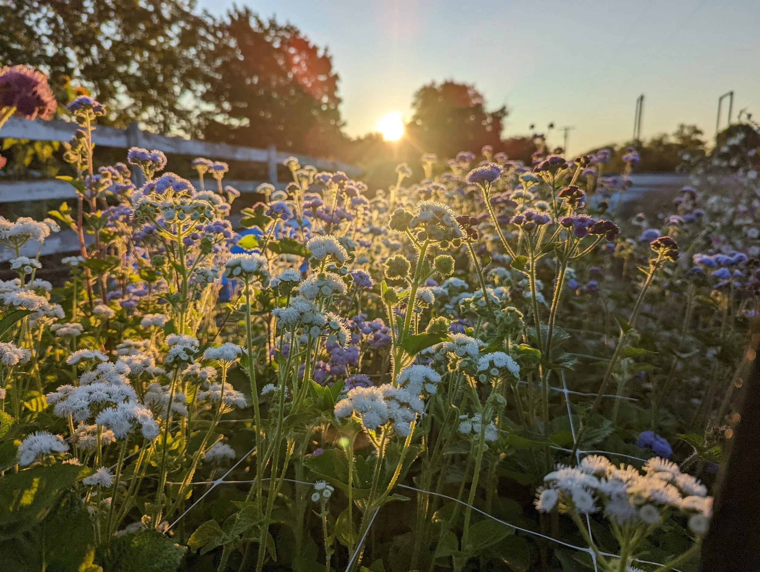 How to Support Your Cut Flowers in the Garden to Prevent Ruined Blooms ...