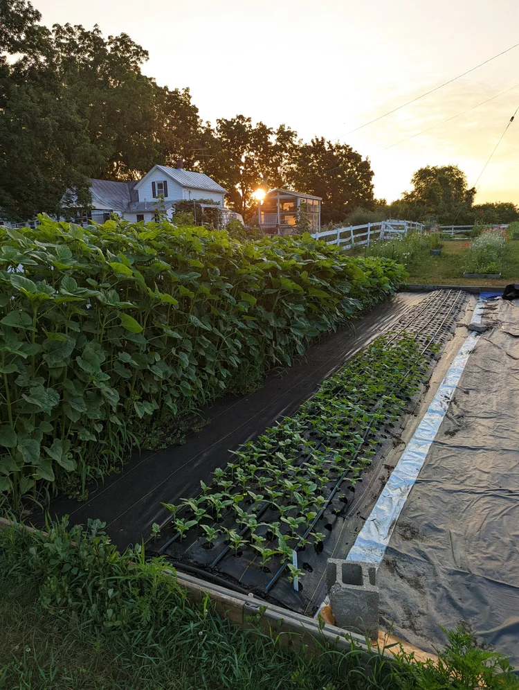 Succession Planting: The Secret to Beautiful Blooms All Season Long ...
