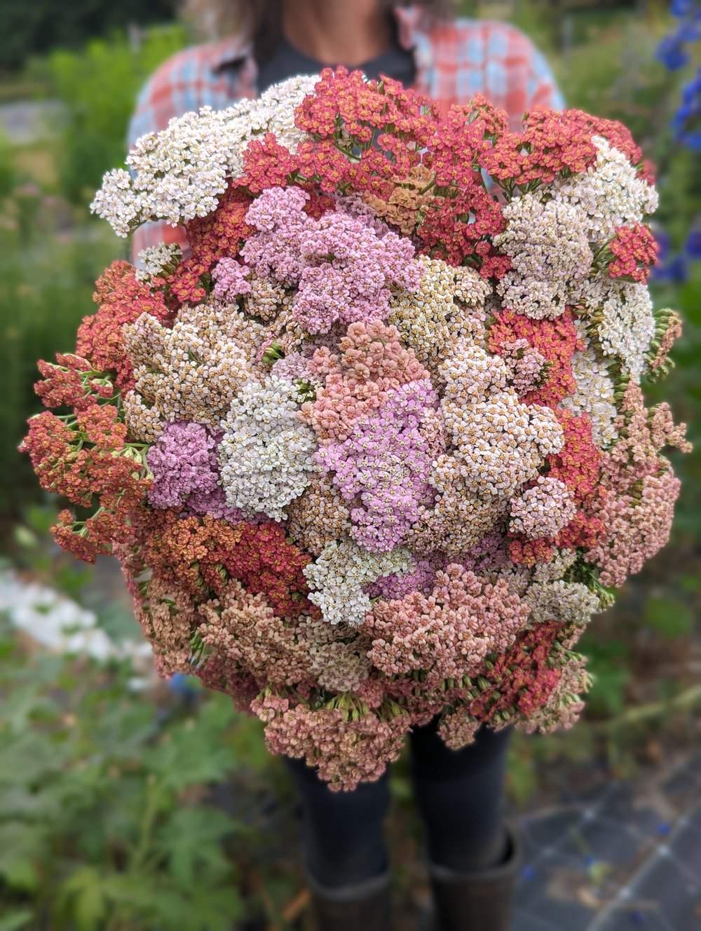 Best Perennials for the Cut Flower Garden — Three Acre Farm