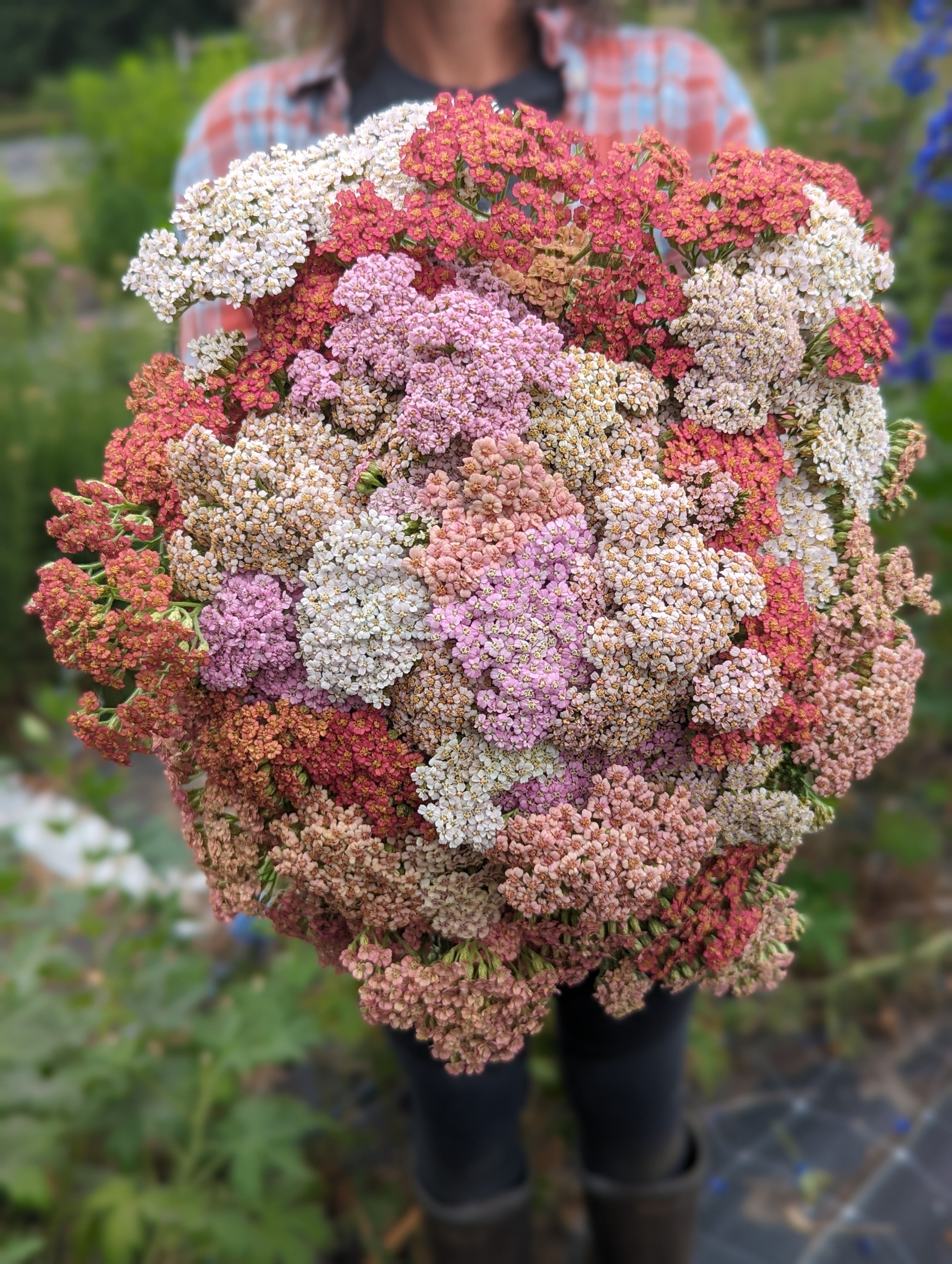 Best Perennials for the Cut Flower Garden — Three Acre Farm