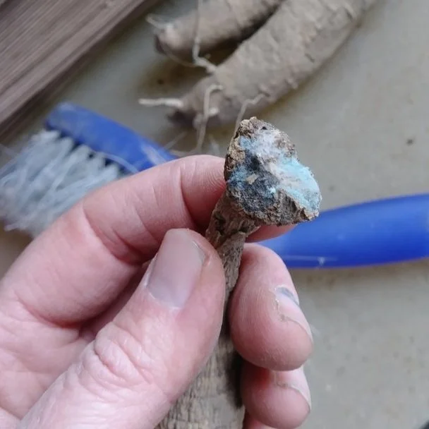 All About Dahlia Tubers — Three Acre Farm