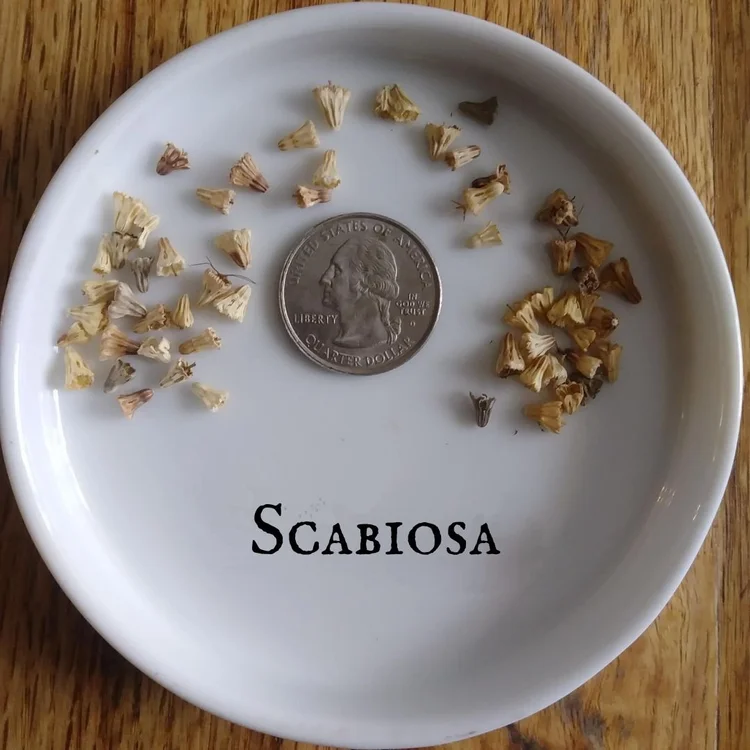 How to Grow Scabiosa — Three Acre Farm