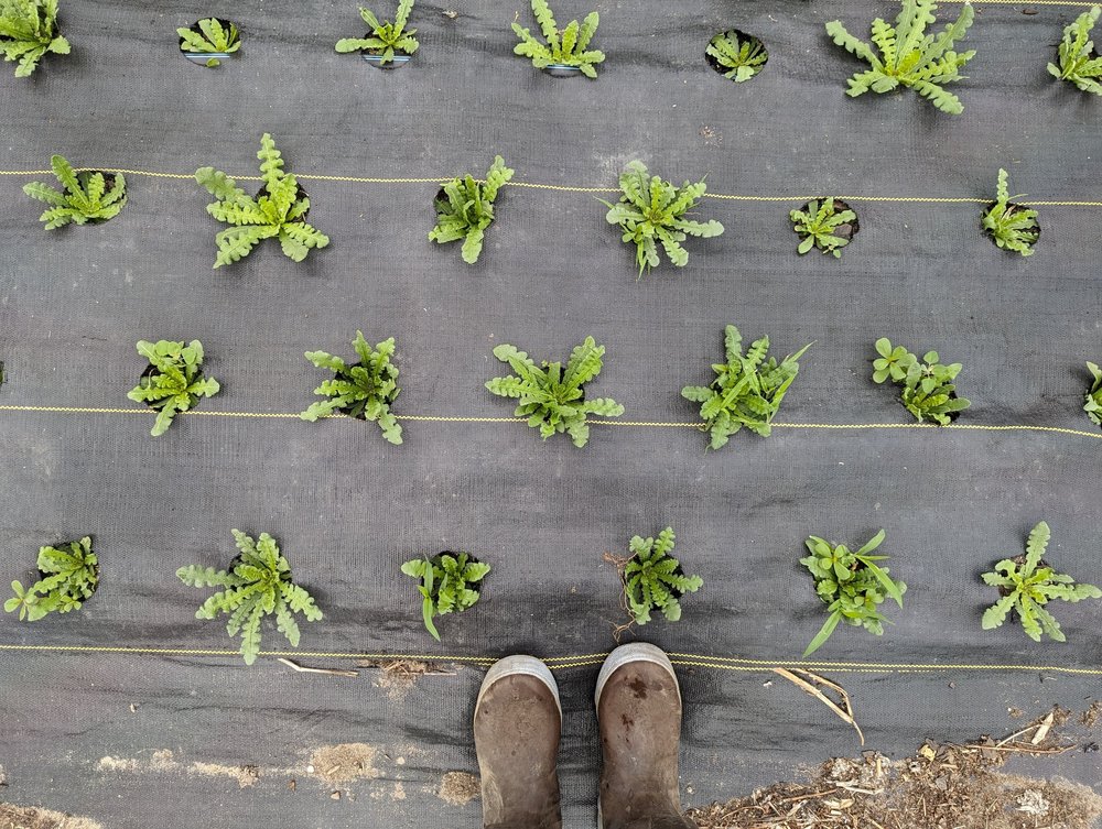 How to Grow Statice — Three Acre Farm