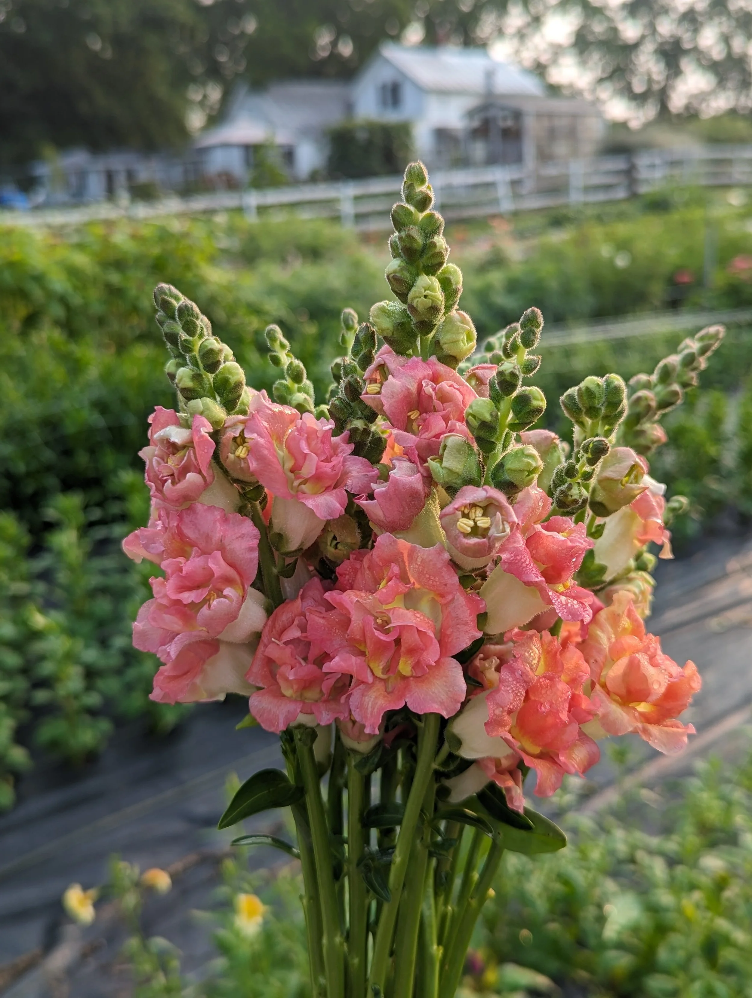 How to Grow: Snapdragons — Three Acre Farm