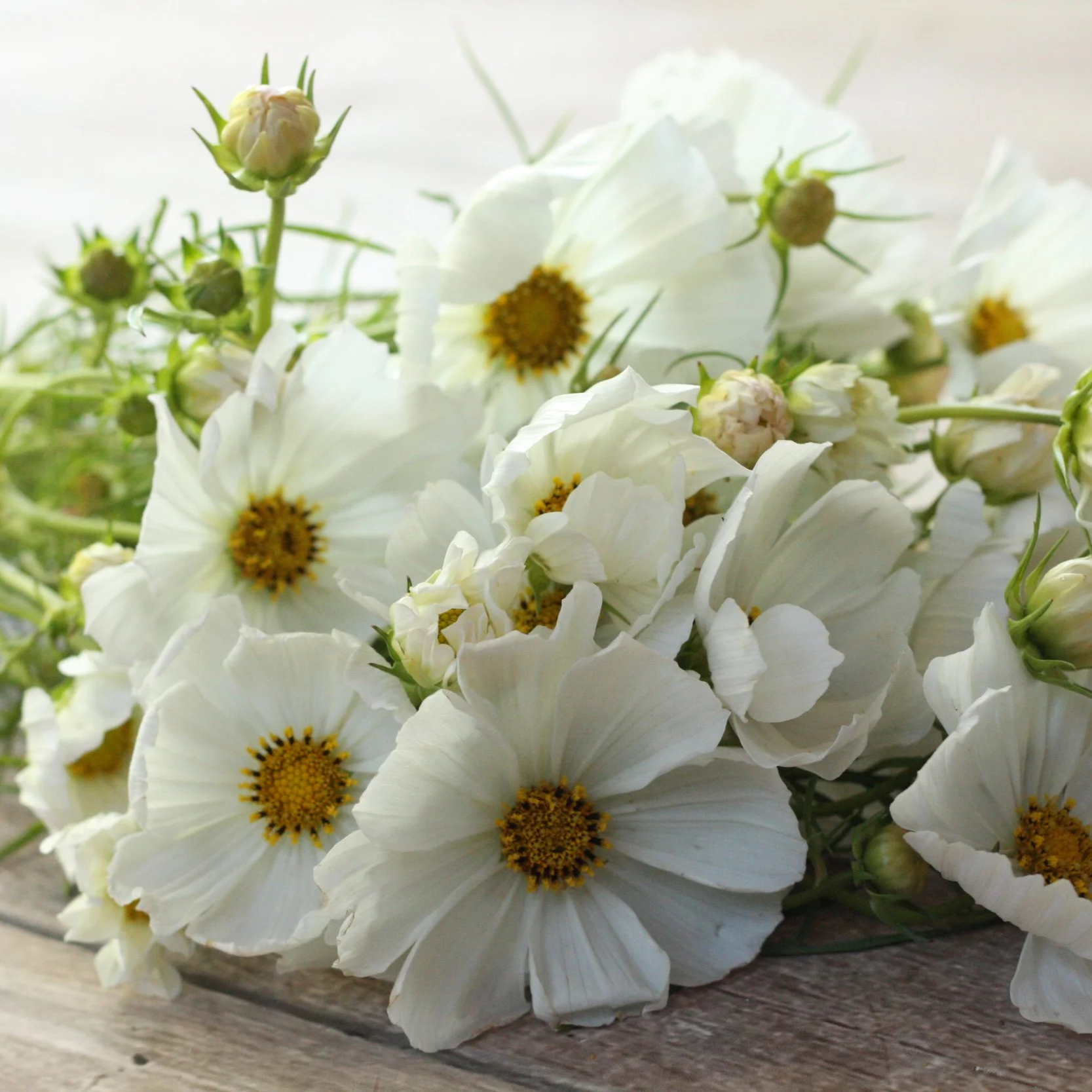 5 Easy to Grow Cut Flowers for Beginners — Three Acre Farm