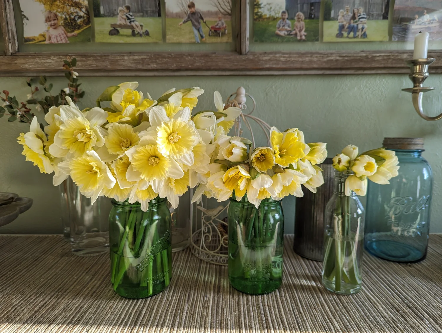 How to Grow Daffodils: Your Complete Guide — Three Acre Farm