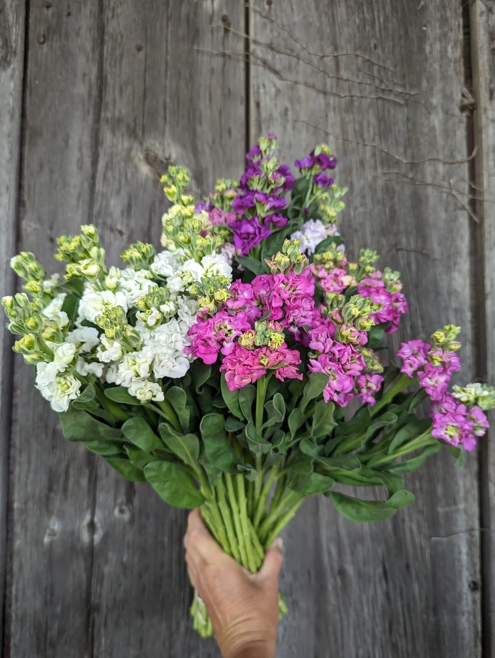How to Grow Stock — Three Acre Farm