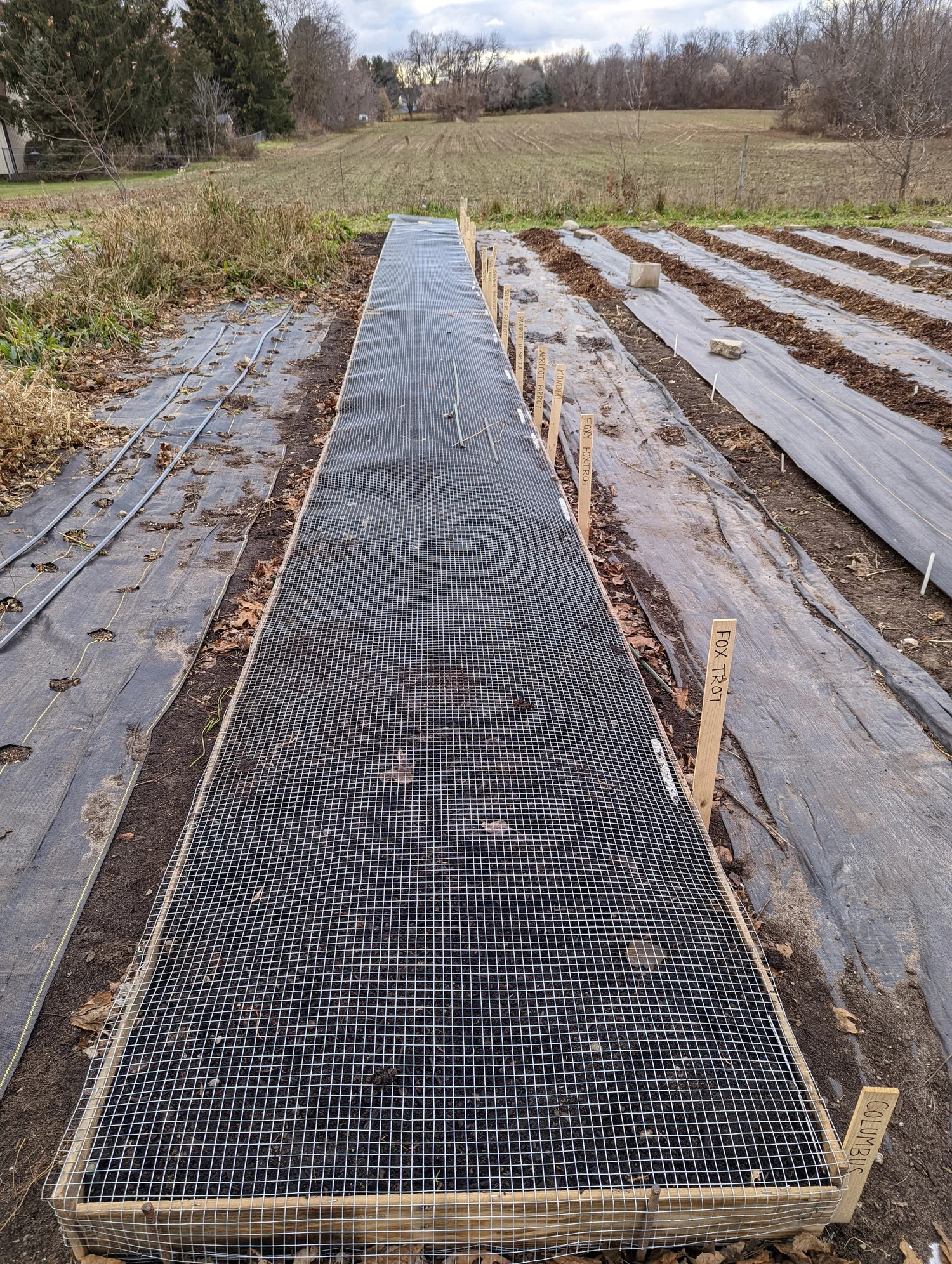 How to Protect Tulips from Voles — Three Acre Farm