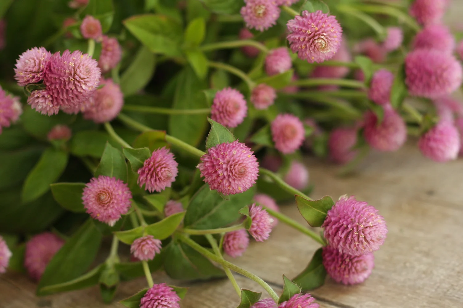 How to Grow: Globe Amaranth — Three Acre Farm