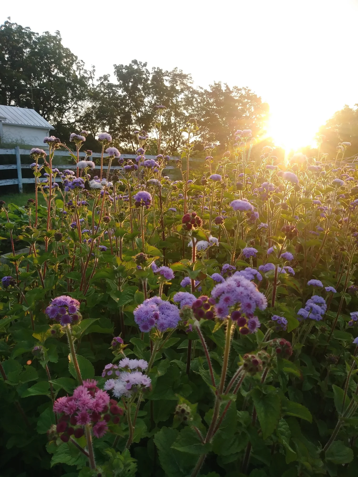 How to Grow: Ageratum — Three Acre Farm
