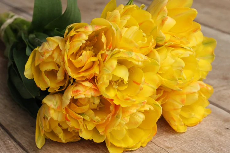 10 Great Tulips for Cut Flower Use — Three Acre Farm