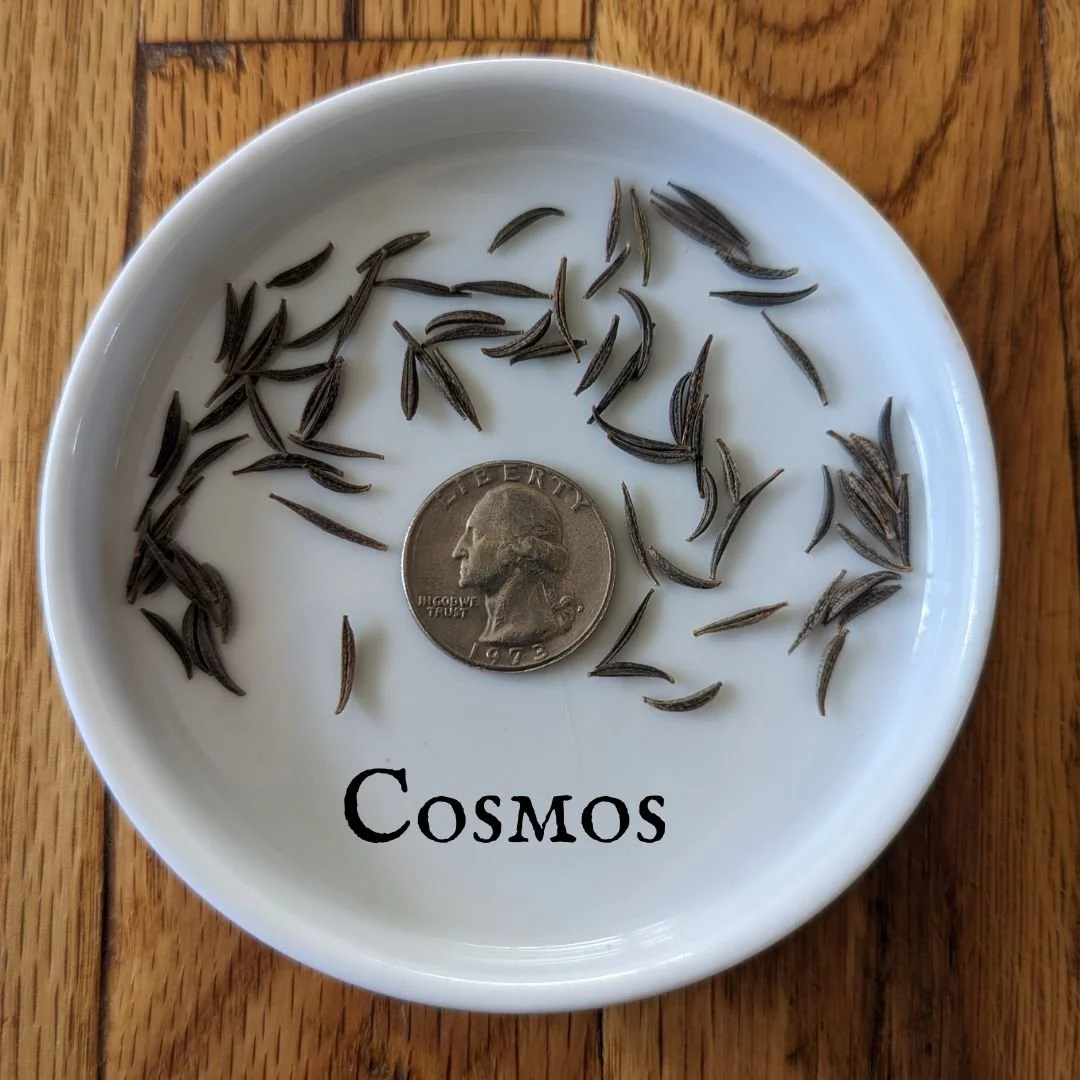 How to Grow: Cosmos — Three Acre Farm