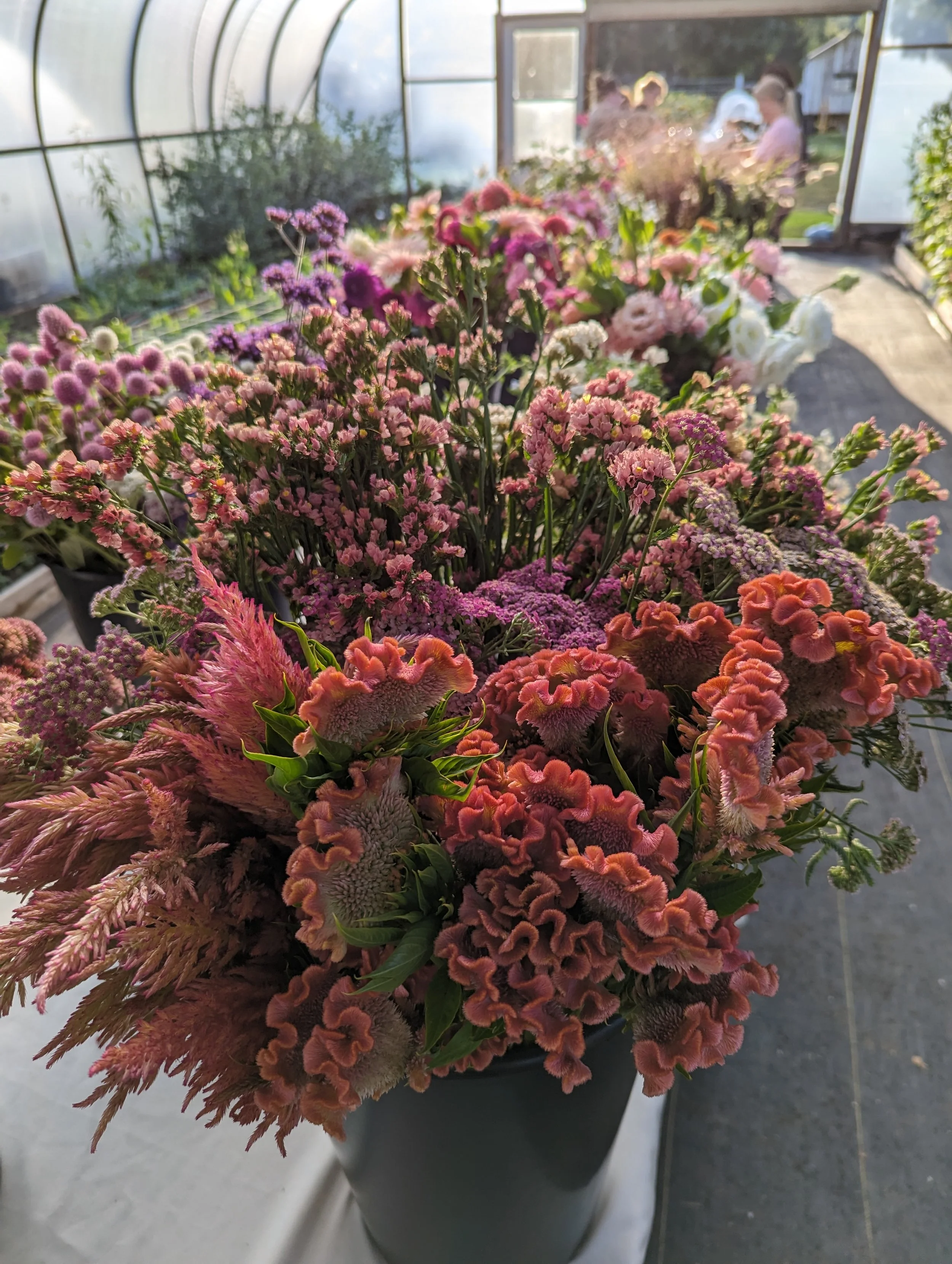 How to Grow Statice — Three Acre Farm