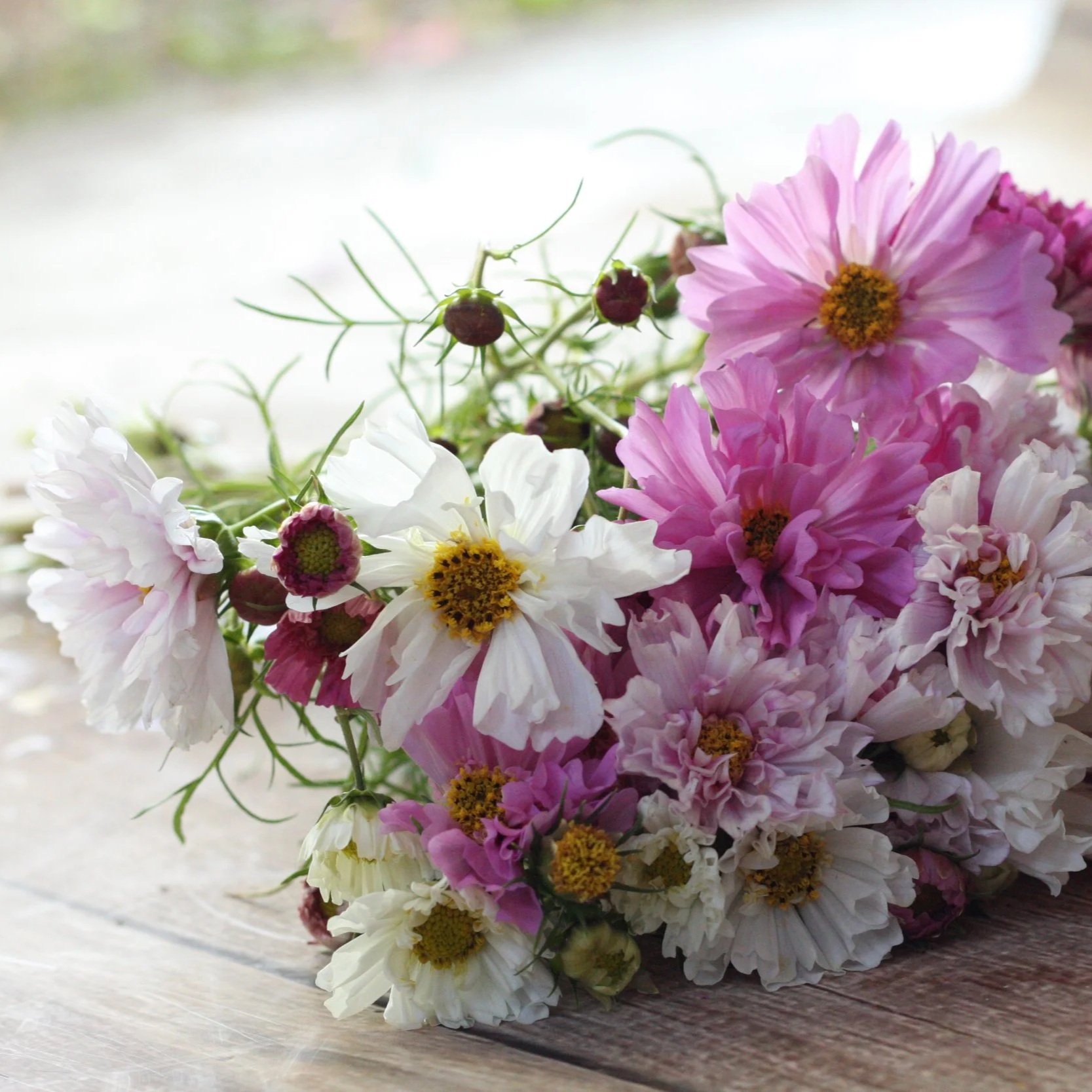 5 Easy to Grow Cut Flowers for Beginners — Three Acre Farm