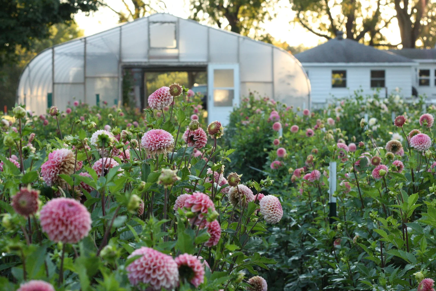 How to Support Your Cut Flowers in the Garden to Prevent Ruined Blooms ...