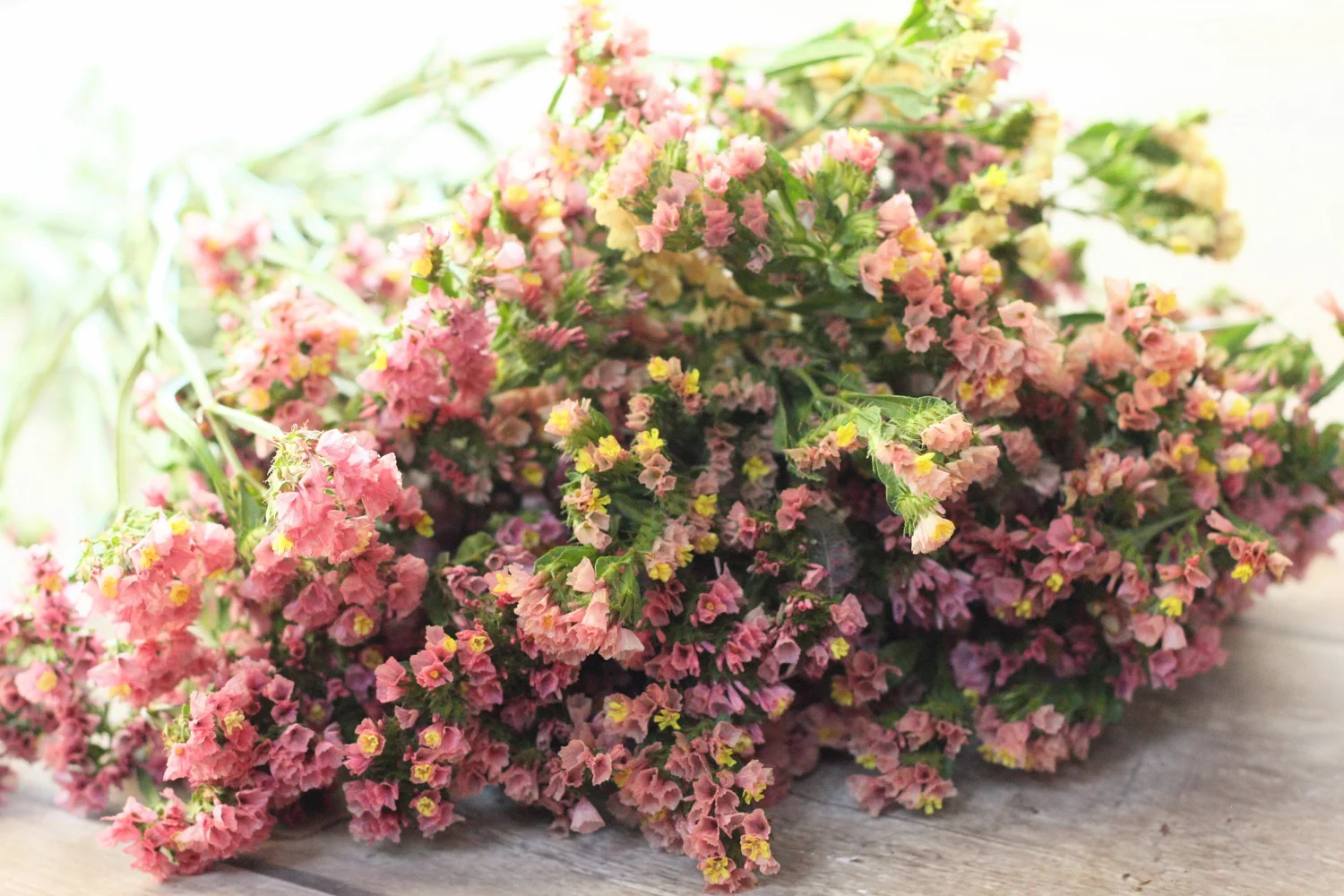 How to Grow Statice — Three Acre Farm