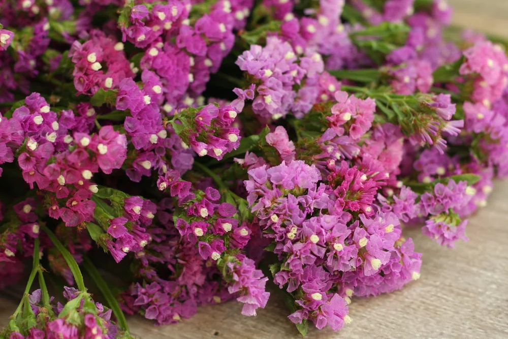 How to Grow Statice — Three Acre Farm