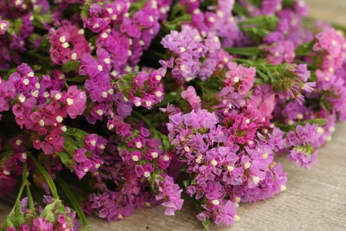 How to Grow Statice — Three Acre Farm