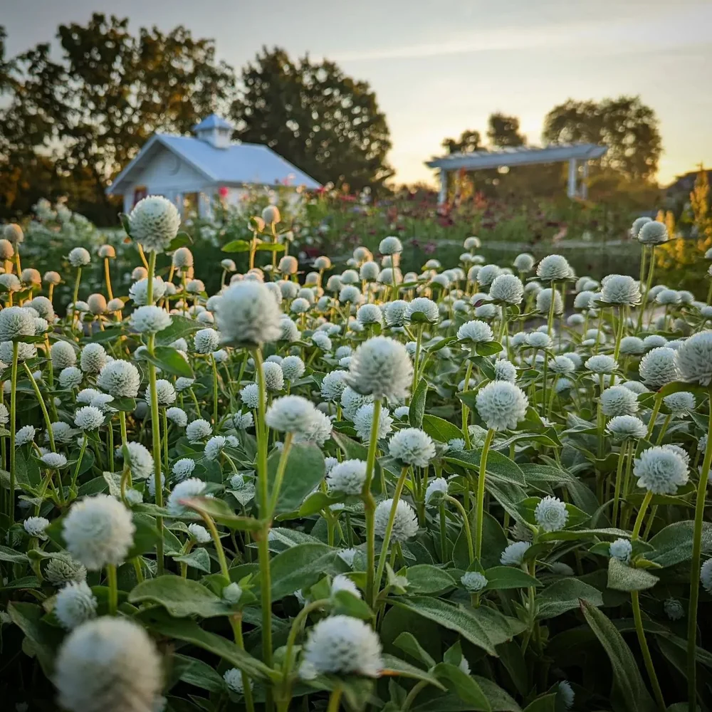 Top 10 Fall Flower Farm/Garden Tasks to Start Today — Three Acre Farm