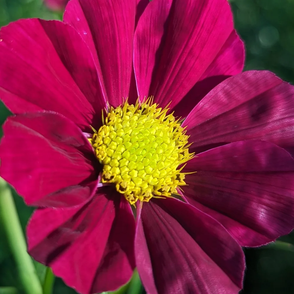 How to Grow: Cosmos — Three Acre Farm