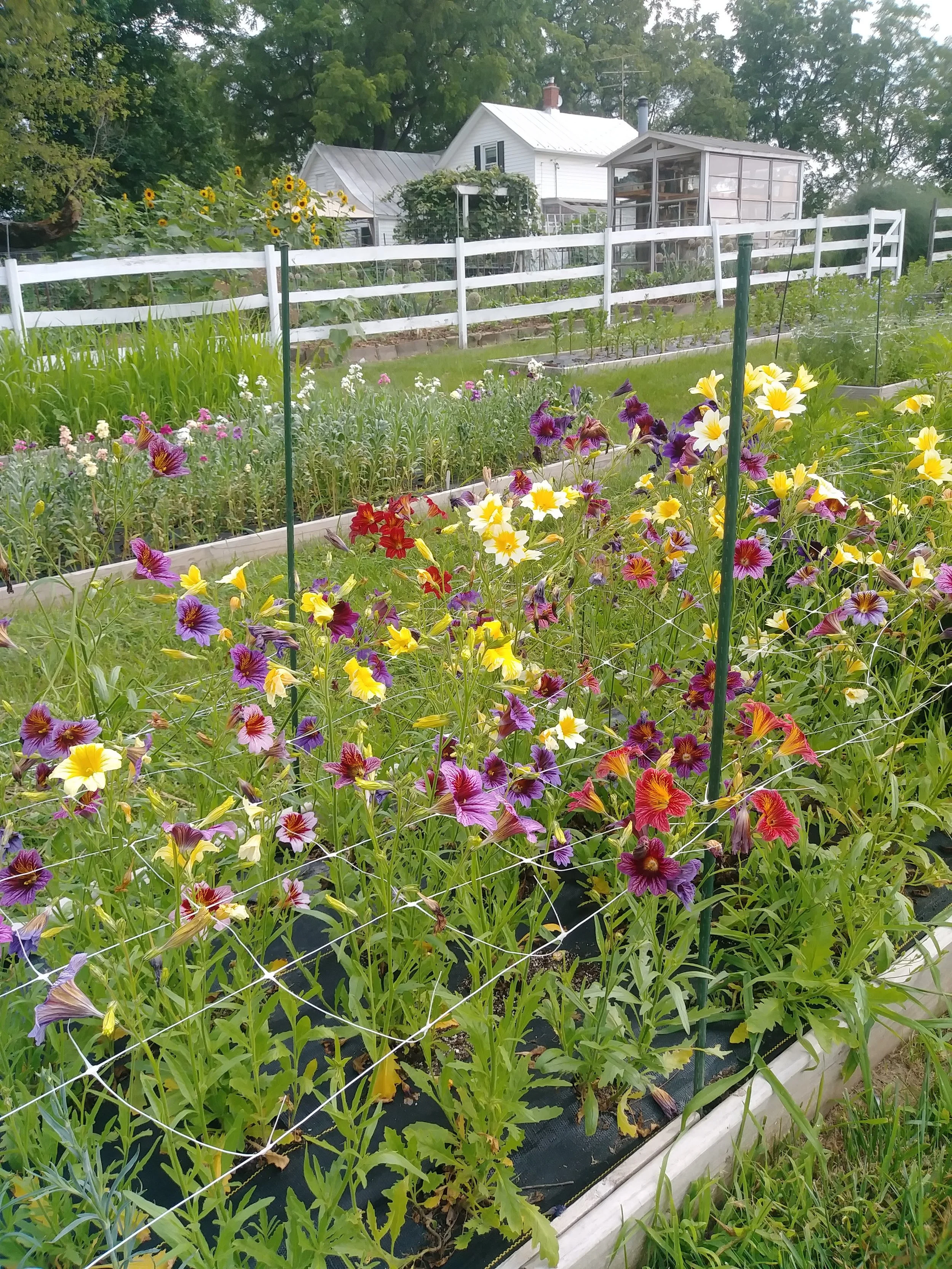 How to Support Your Cut Flowers in the Garden to Prevent Ruined Blooms ...
