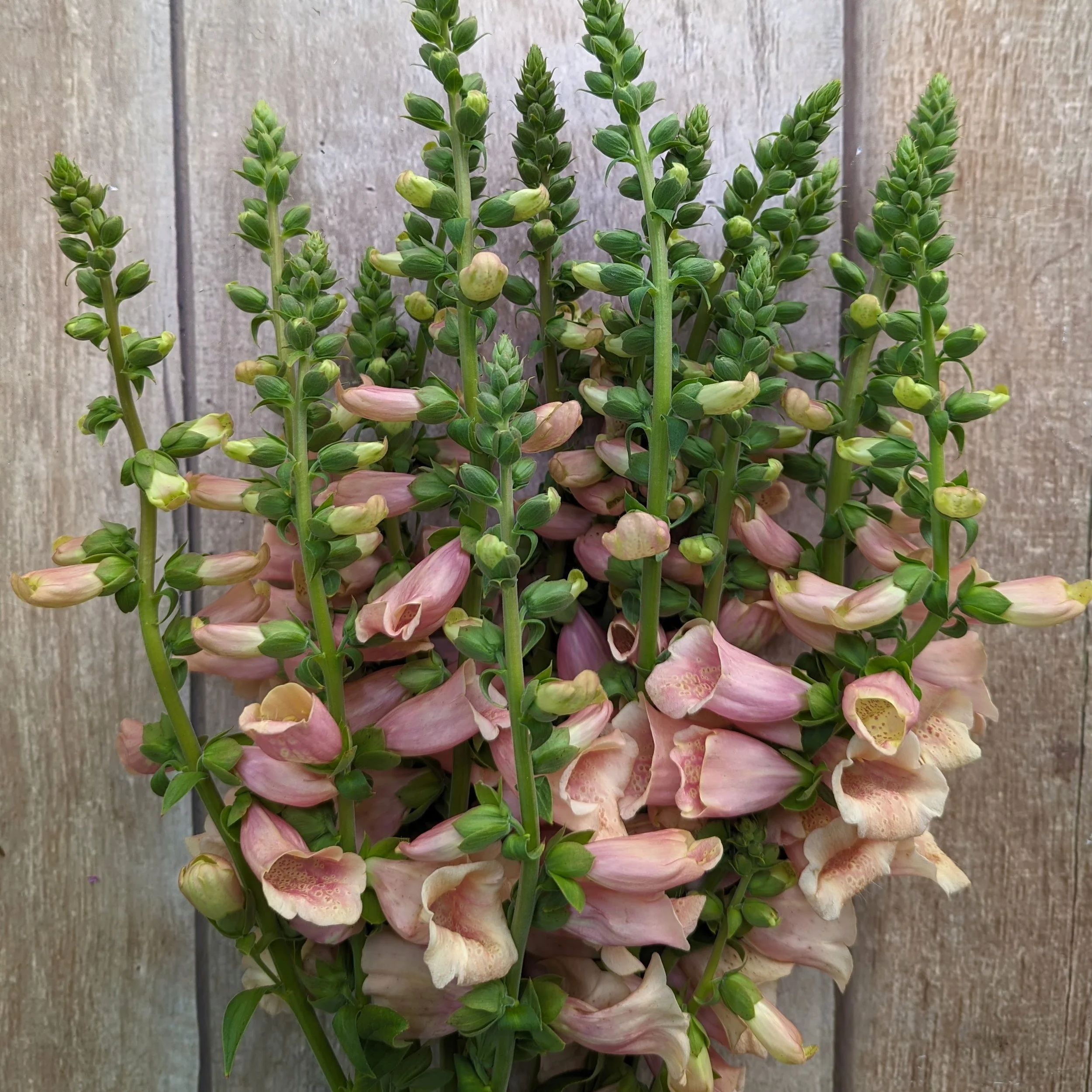 How to Grow Foxglove — Three Acre Farm