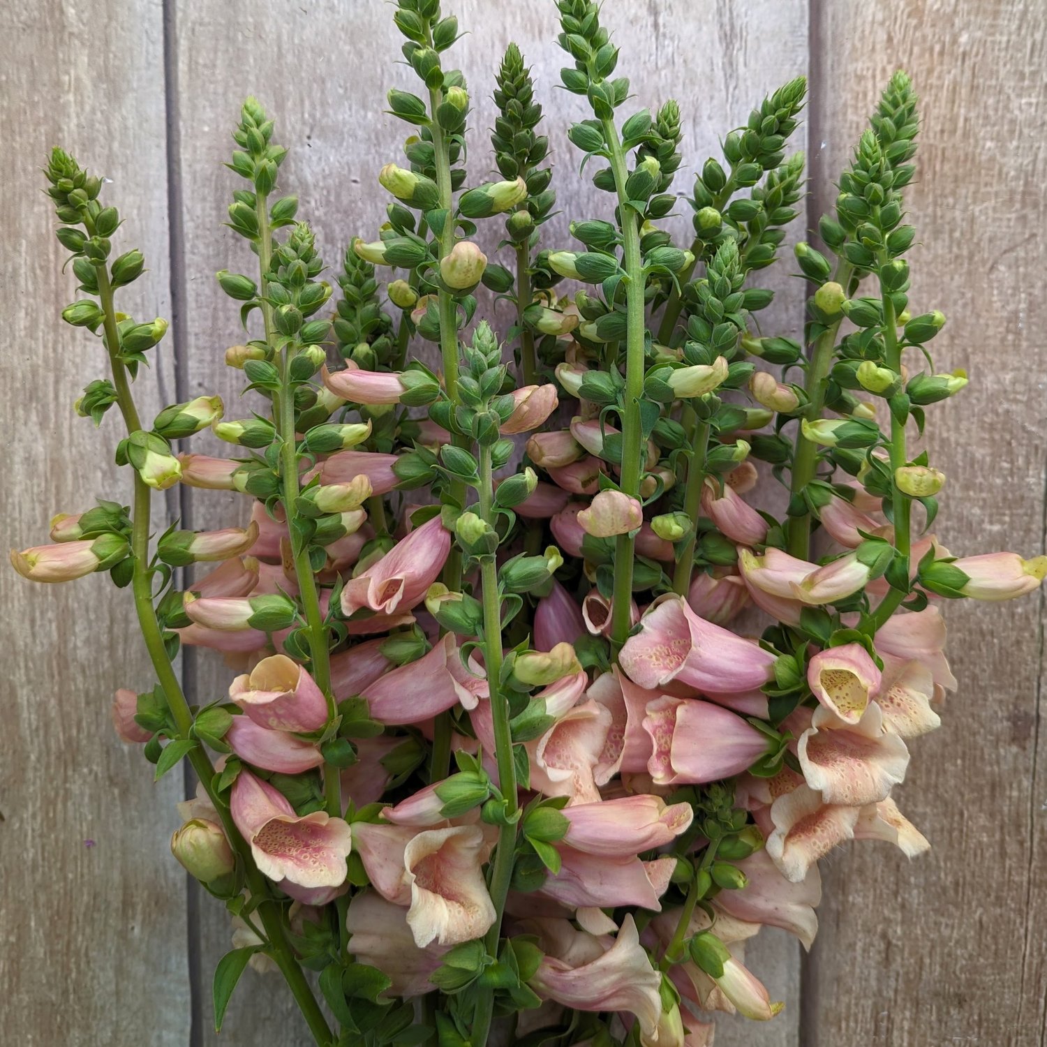 How to Grow Foxglove — Three Acre Farm