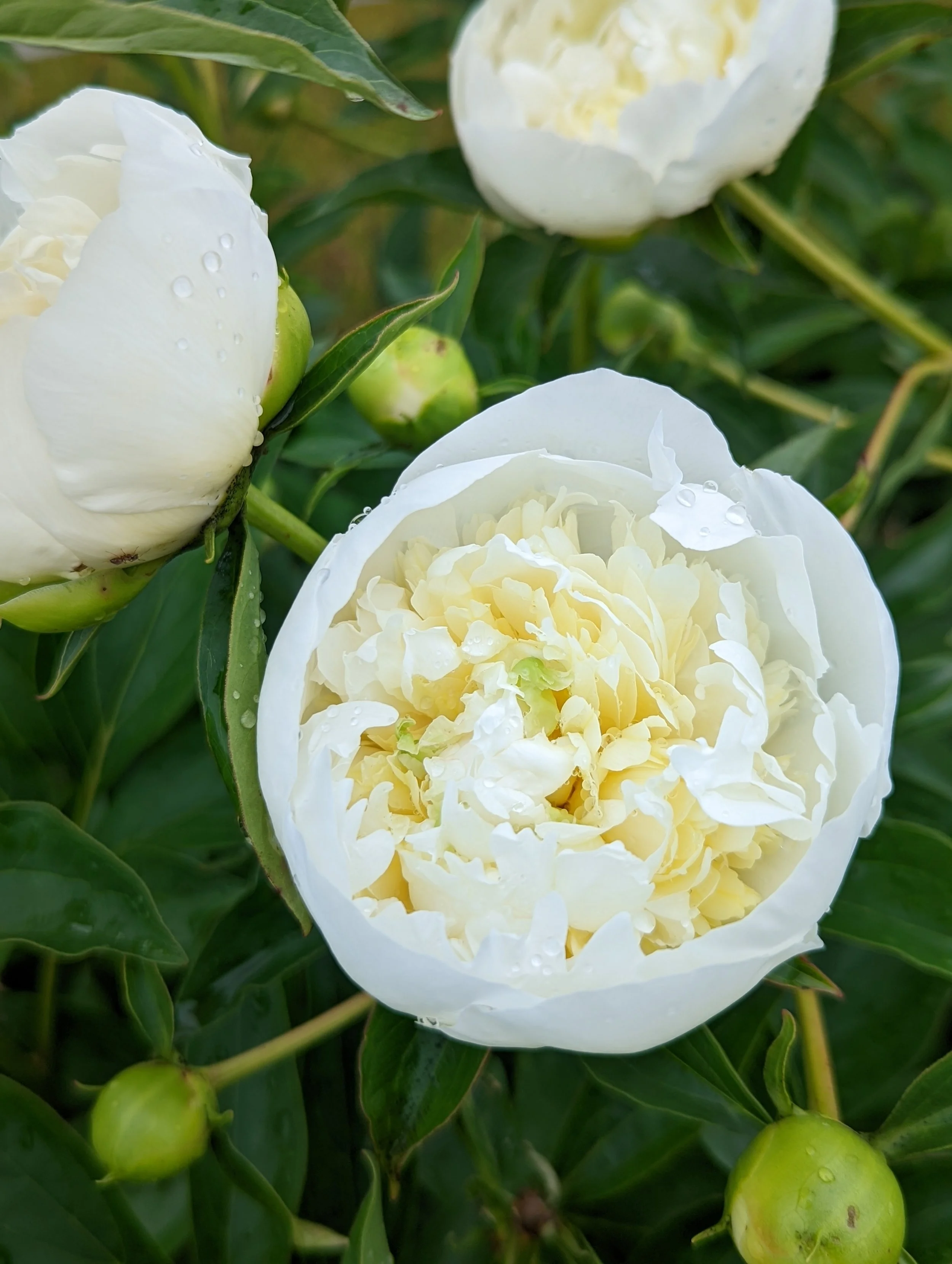 Show-Stopping Peonies for Cut Flowers — Three Acre Farm