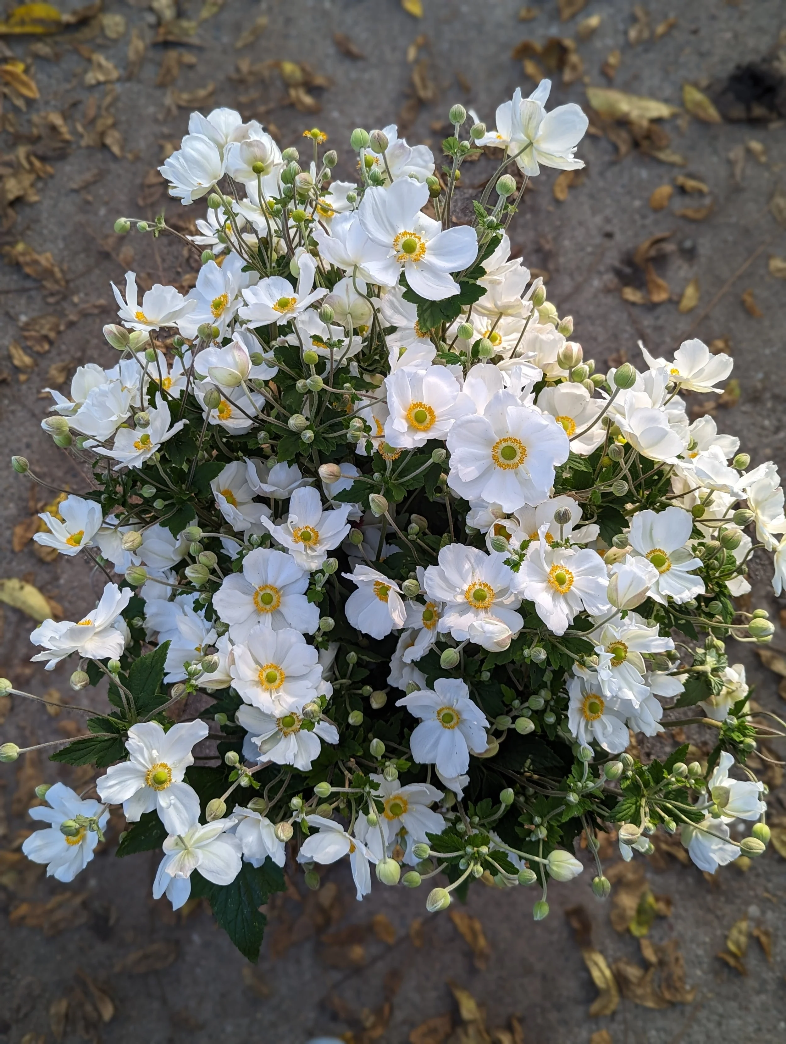 Best Perennials for the Cut Flower Garden — Three Acre Farm