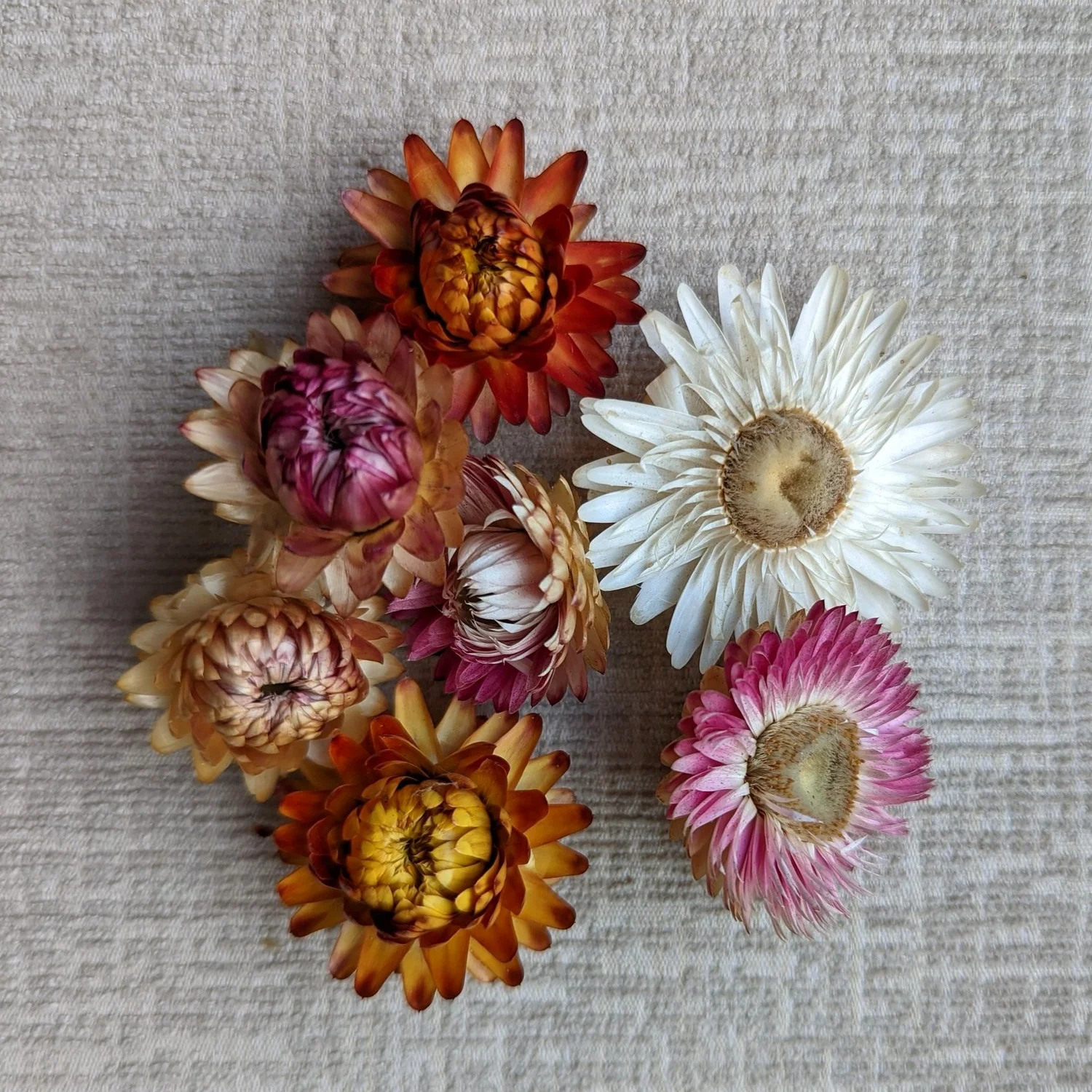 How to Grow: Strawflowers — Three Acre Farm