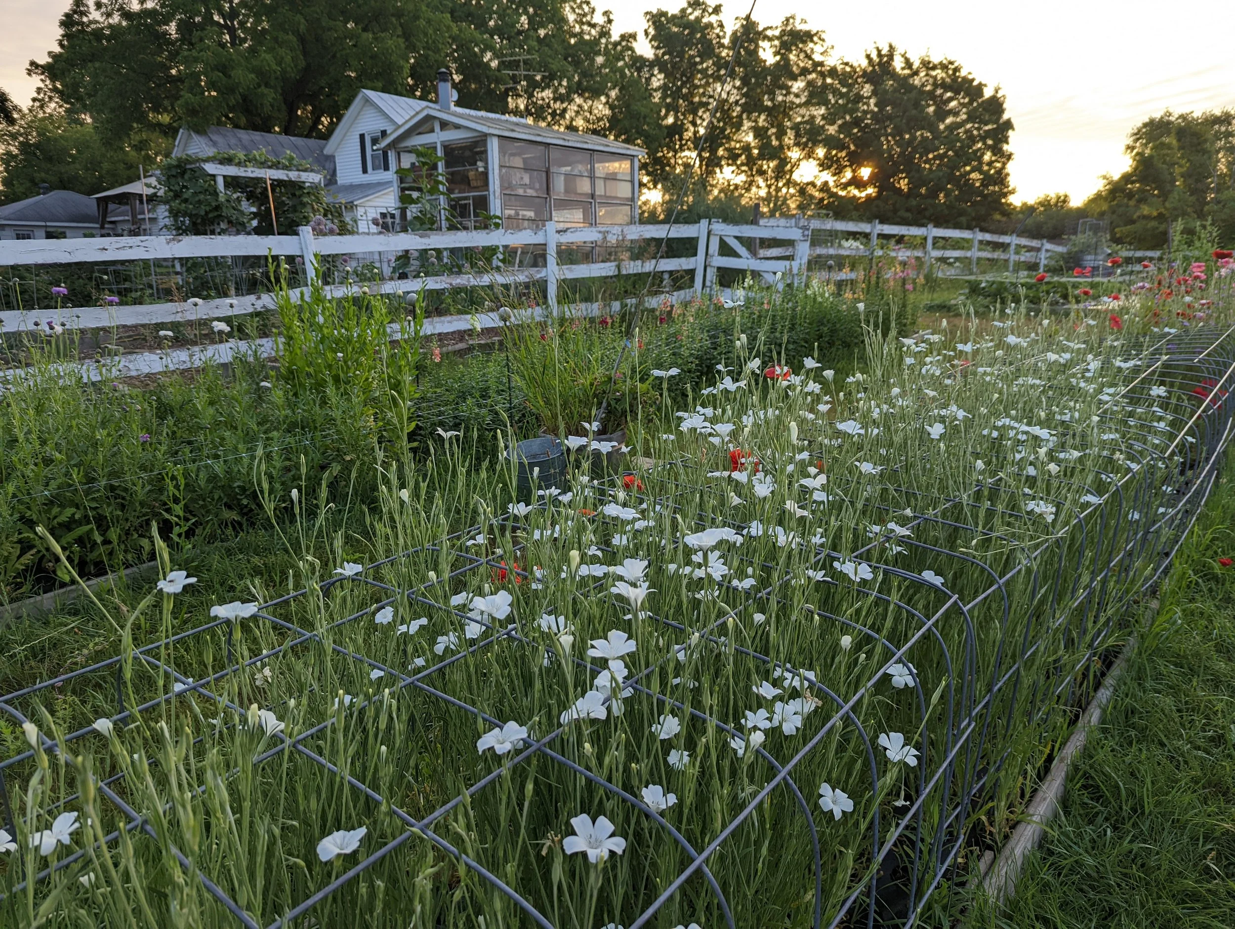 How to Support Your Cut Flowers in the Garden to Prevent Ruined Blooms ...