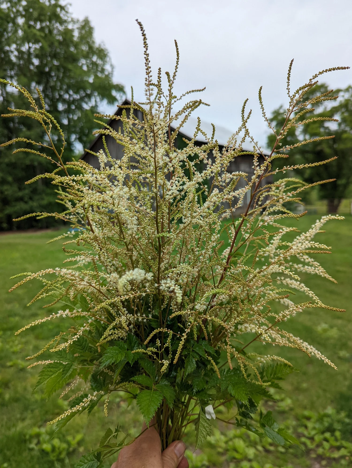 5 Perfect Perennials for Cut Flower Arrangements — Three Acre Farm
