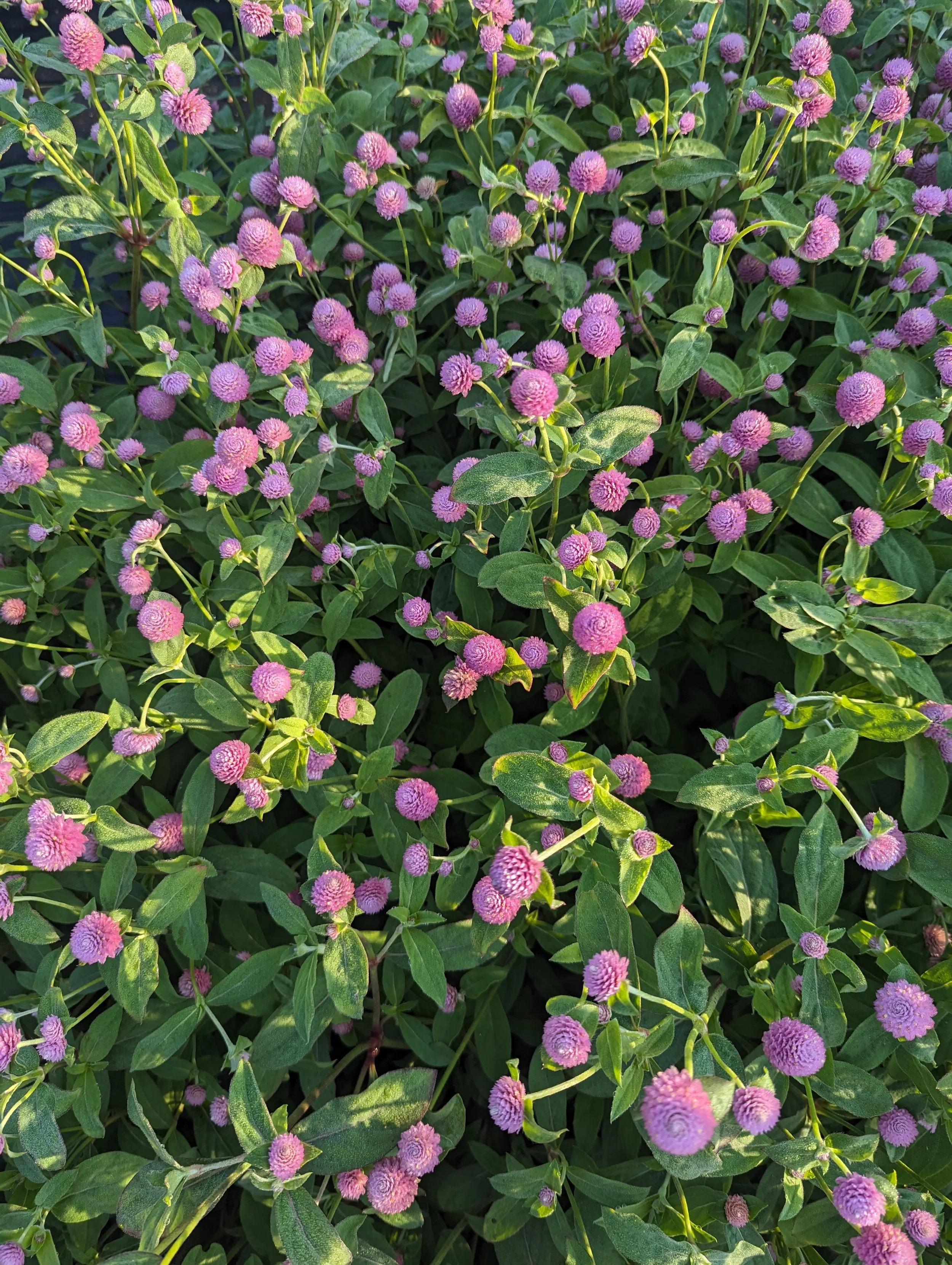 How to Grow: Globe Amaranth — Three Acre Farm